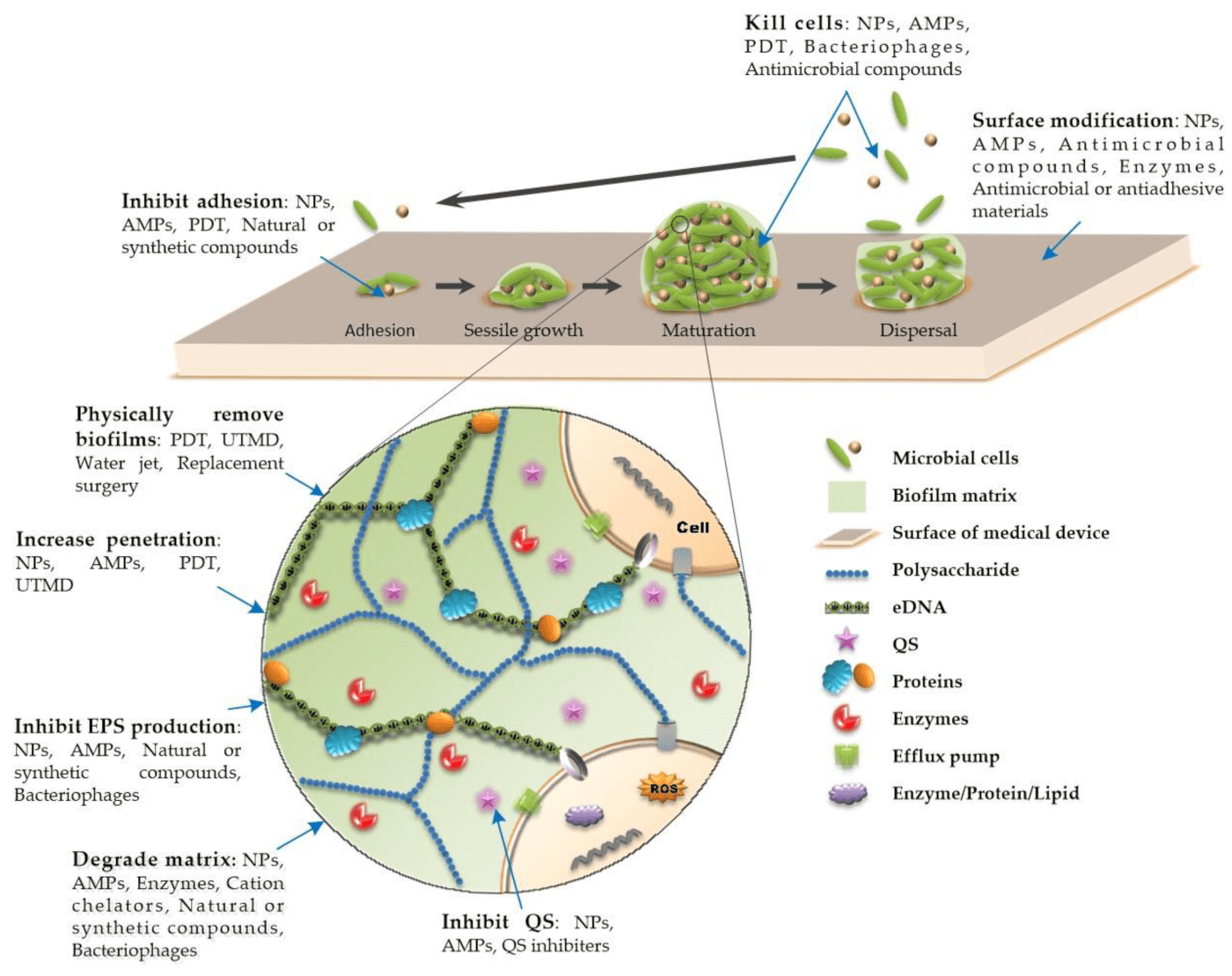 Preventing Biofilm Formation on Implants: The In Vitro Performance of ...